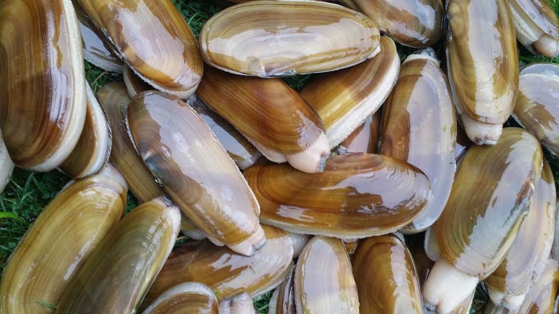 Clam It Up at the Long Beach Razor Clam Festival