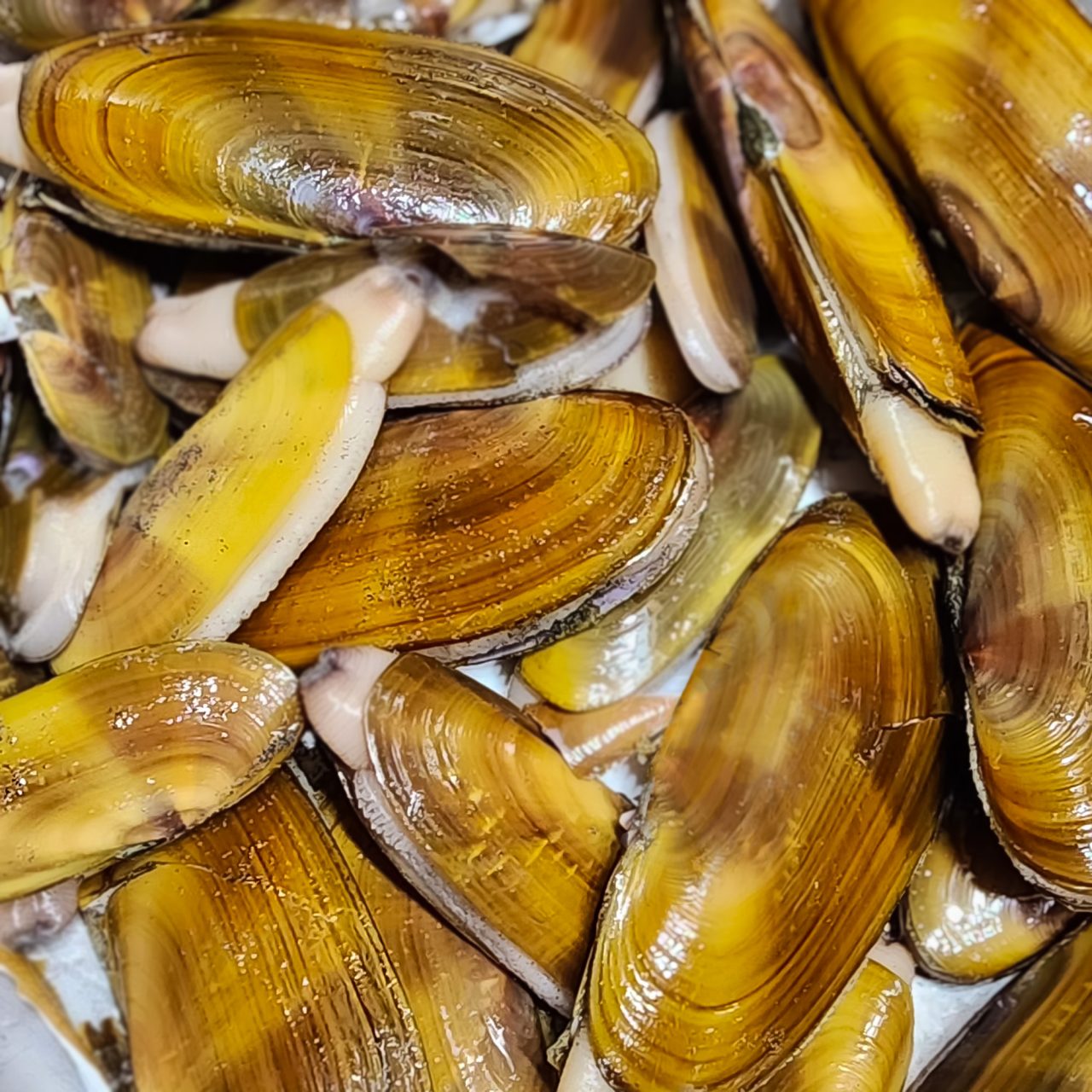 Bucket List Activity: Razor Clam Digging in Pacific County