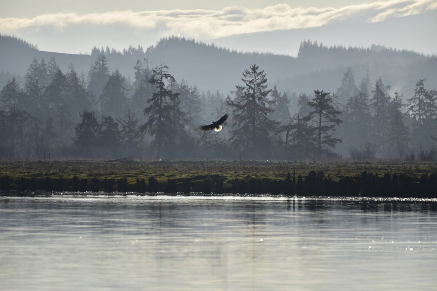 Willapa National Wildlife Refuge: A Complete Guide to Washington’s ...